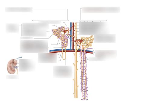 Cortical And Juxtamedullary Nephrons Diagram Diagram Quizlet