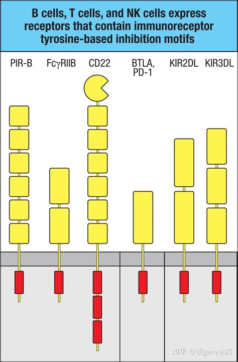 共刺激和共抑制受体调节t细胞和b细胞中的抗原受体信号传导（五） 知乎