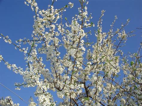 Lulet E Para Te Pranveres