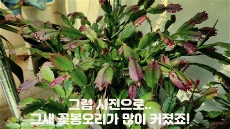 게발선인장 가재발선인장 꽃봉오리 시작 Youtube