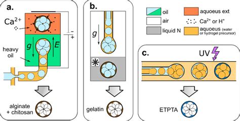 Microfluidic Formulation Of Topological Hydrogels For Microtissue