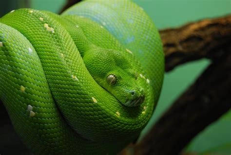 From Cannibalism To Orgies Snake Sex Is The Weirdest It Gets