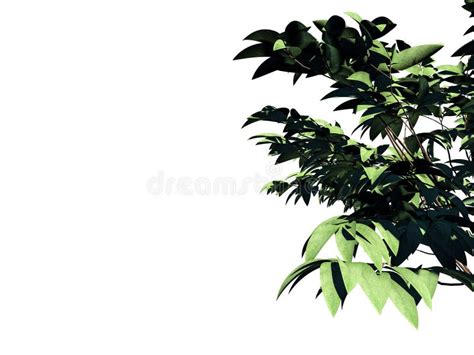 3d Rendering Of A Foreground Tree Branch On White Backg Stock