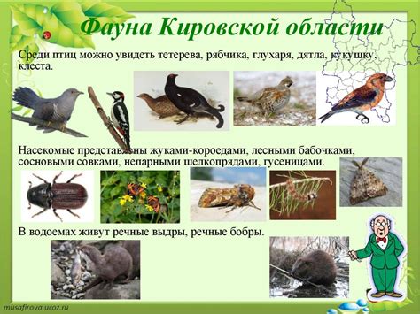 Флора и фауна Кировской области Online Presentation