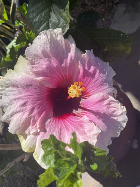 Tw Pornstars Queenie Sateen Pictures And Videos From Twitter Page