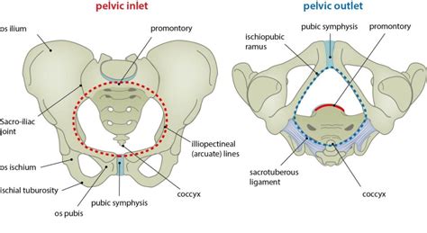 Female Pelvis Midwives Revision