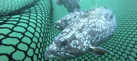 Estudo Aponta Para A Viabilidade Do Repovoamento De Mero Na Costa