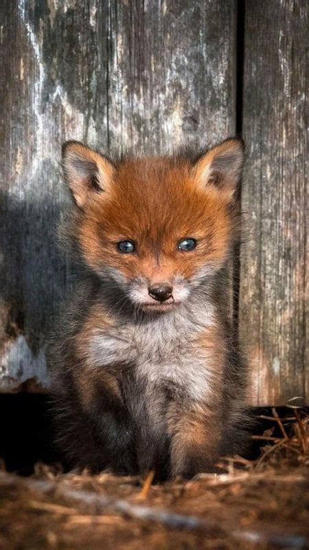 Cute Baby Red Fox