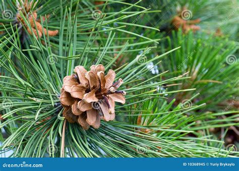Pine Tree Macro Stock Image Image Of Outdoor Branch 10368945