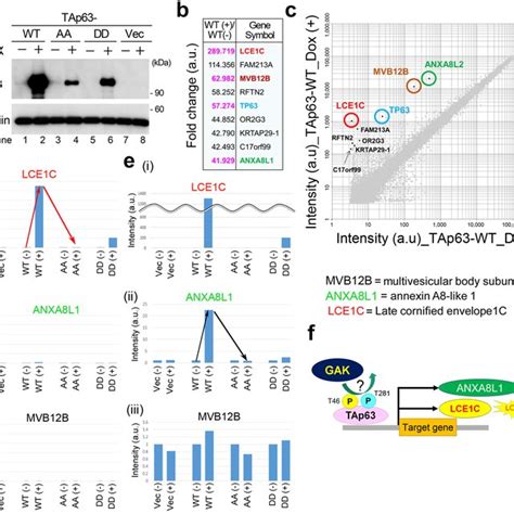 Subcellular Localization Of Myc Lce1c And Flag Prmt5 In U2os Cells