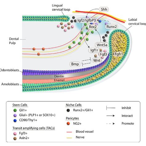 Schematic Diagram Of Cell Cell Communication In The Proximal Region Of