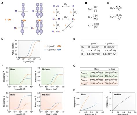 Predictions Of Responses For Dimeric Ligands Based On The Rtk Download Scientific Diagram