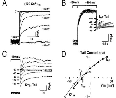 Transient Outward Currents Are Carried Mainly By K A Whole Cell
