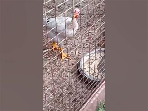Ципля та куриця - YouTube