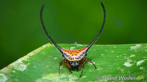 Horned Spider