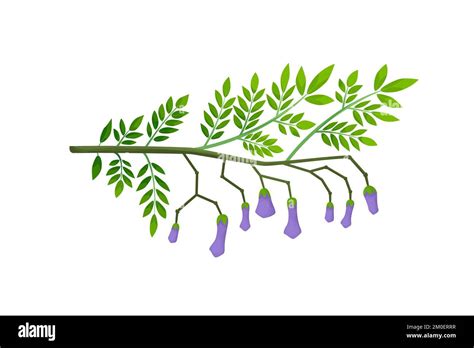 Jacaranda Mimosifolia Flower Stock Vector Images Alamy
