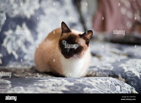 Seal Point Snowshoe Siamese