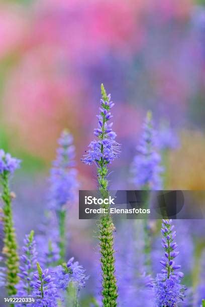 Veronica Lonolia Blauriesin Atau Speedwells Bunga Biru Fokus