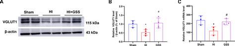 Verification Of The Rna Seq Result Of Vglut1 By Western Blotting A