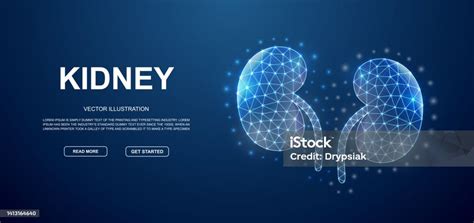 신장 3d 낮은 폴리 기호 파란색 방문 페이지 템플릿에 대한 연결된 점과 함께 비뇨기 디자인 일러스트 개념 다각형 장기 그림