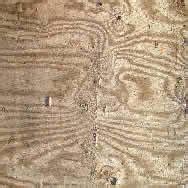 Wood Texture In AutoCAD CAD Library