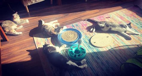 Sjsikora — Cat Charging Station 😸☀️ Catsinsunbeams