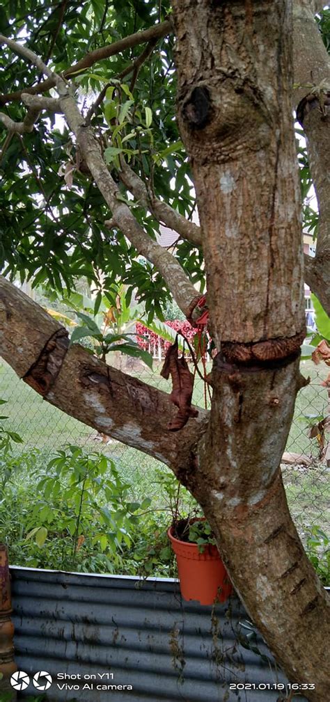 Guna Teknik Ini Pada Pokok Buah Yang Enggan Berbuah, 6 Bulan Dah Nampak Hasilnya