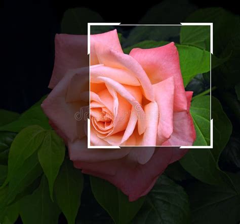 Photoshop Editing Edit Tools Marquee Rectangular Crop Adjustment Layer Layers Brightness Curves