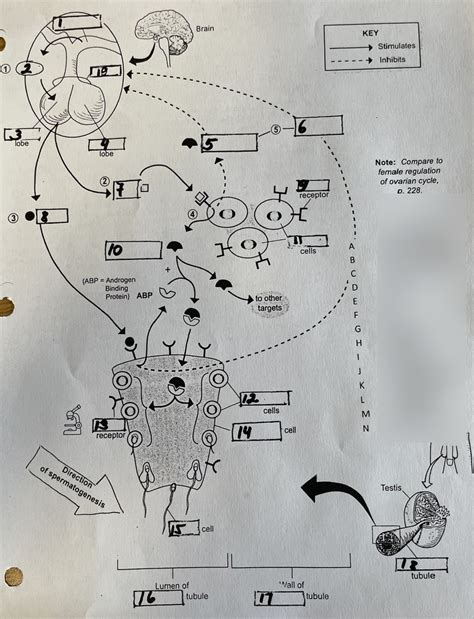 Brain Testicular Axis Diagram Quizlet