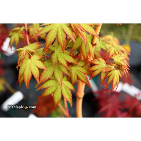 Acer Palmatum Gold Digger Yellow Coral Bark Japanese Maple 1 Gallon