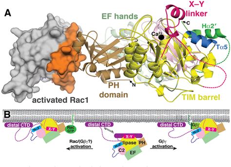 Figure 2 From Structural Insights Into Phospholipase C β Function