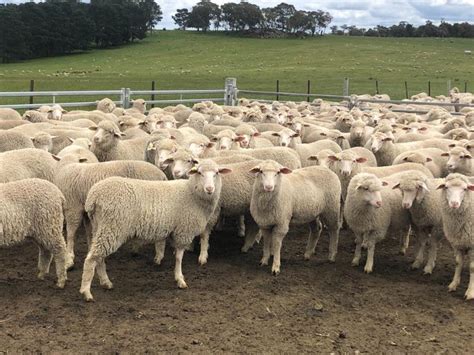 Lot 524 220 Mixed Sex Lambs Auctionsplus