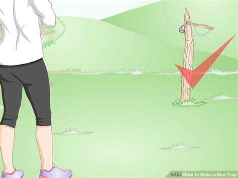 How To Make A Bird Trap With Pictures WikiHow