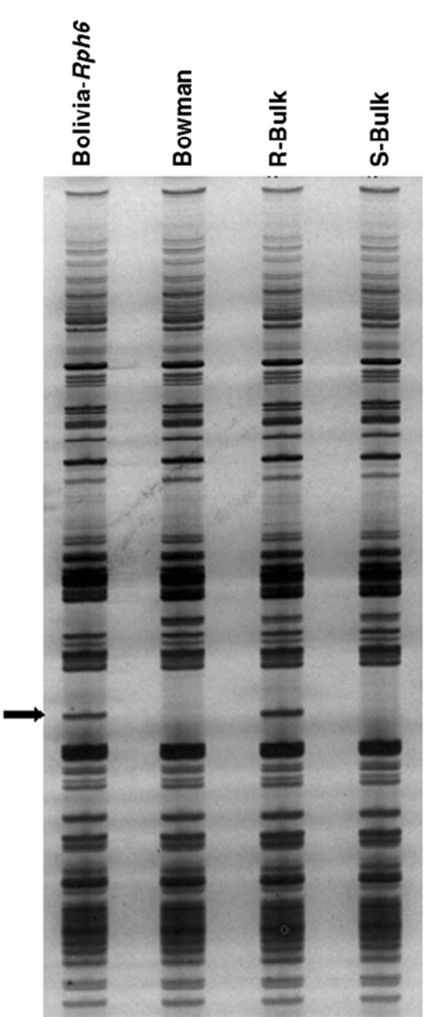 amplified fragment length polymorphism aflp analysis with susceptible