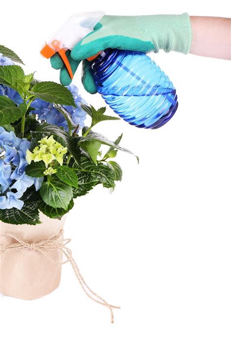 Premium Photo Process Of Caring For Hydrangea Flower Isolated On White