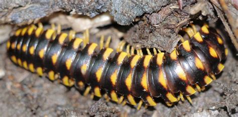 7 Kinds Of Centipedes And Millipedes Found In Mississippi Bird Watching Hq