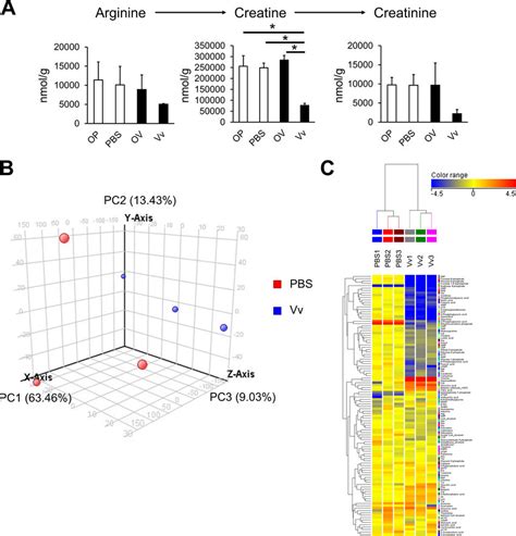 Profiling Of The Mouse Skeletal Muscle Metabolites Triggered By V Download Scientific Diagram