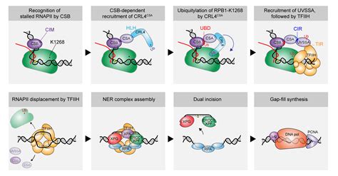 Research TCR Luijsterburg Lab