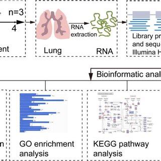 Schematic Workflow Of RNA Seq And Bioinformatics Analysis Download Scientific Diagram