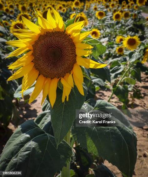 Sunflower Images Free Photos And Premium High Res Pictures Getty Images