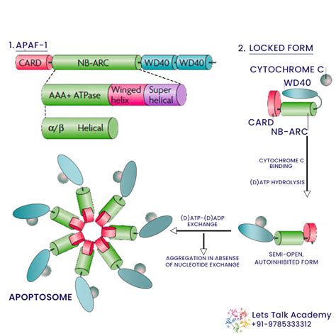 Intrinsic Pathway Of Apoptosis Mitochondrial Apoptotic Pathway