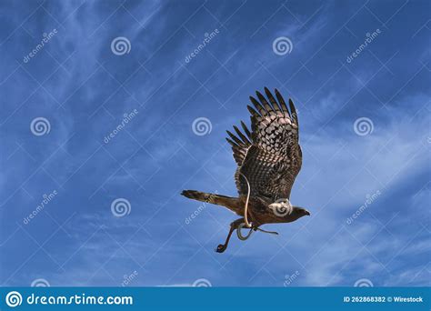 African Marsh Harrier Wetland Harrier Flying High In The Blue Sky With