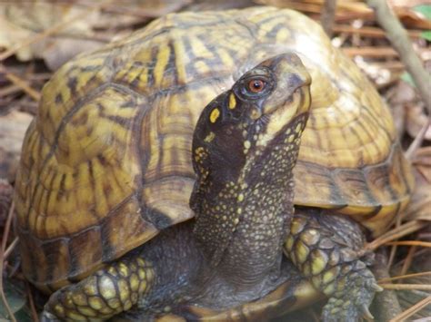 Box Turtle Shell Pattern