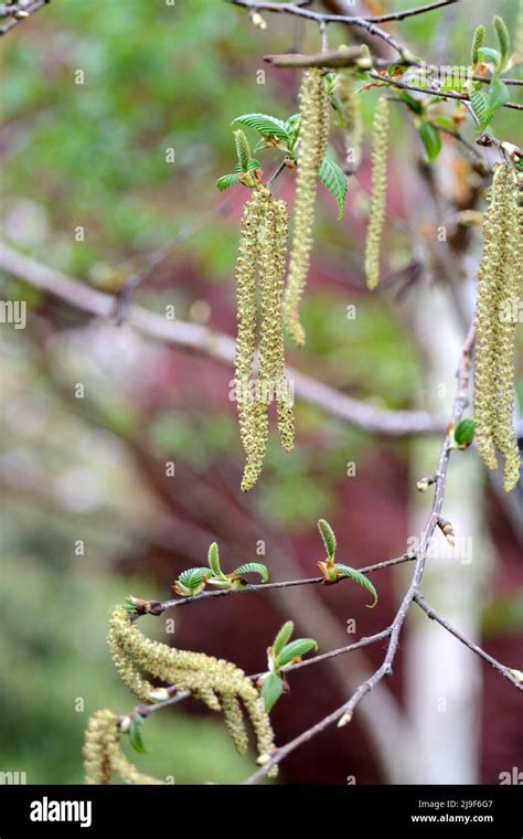 Yellow Brown Male Catkins Of The Betula Utilis Forest Blush Tree In Early Spring Stock Photo Alamy