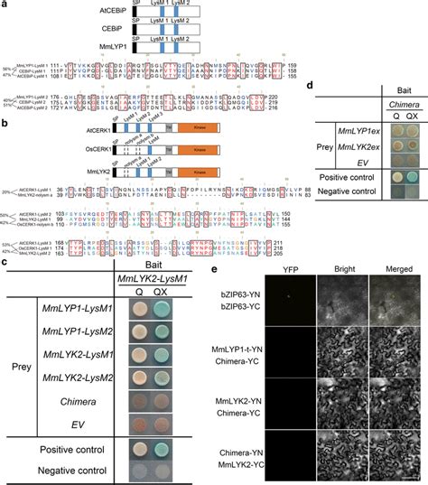 Lysm1 Motif Of Mmlyk2 Is Necessary For Interactions A B Alignment Of