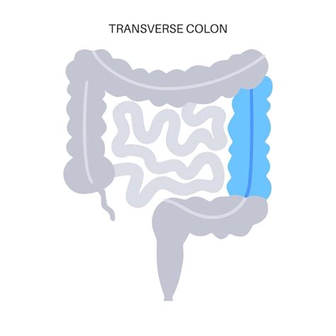 Premium Vector Transverse Colon Poster Large Intestine In The Human Body Gastrointestinal