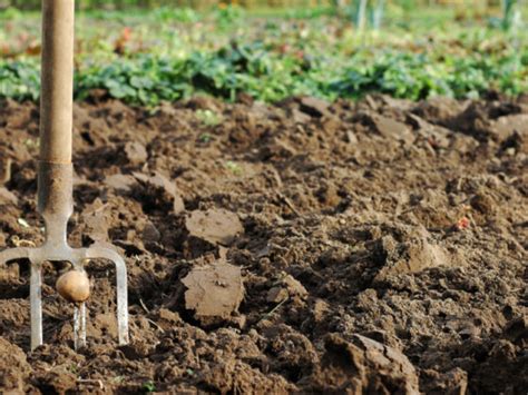 Лунный посевной календарь садовода и огородника на 2025 2026 год сроки посева посадки и ухода