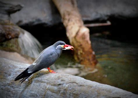 Moustachio By Atomicfireball33 On Deviantart