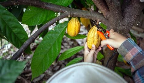 Premium Photo Cocoa Farmer Uses Pruning Shears To Cut The Cocoa Pods From The Cacao Tree