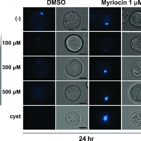 Cs Mediated Decrease In Membrane Permeability Was Abolished By 1 Mm Download Scientific Diagram